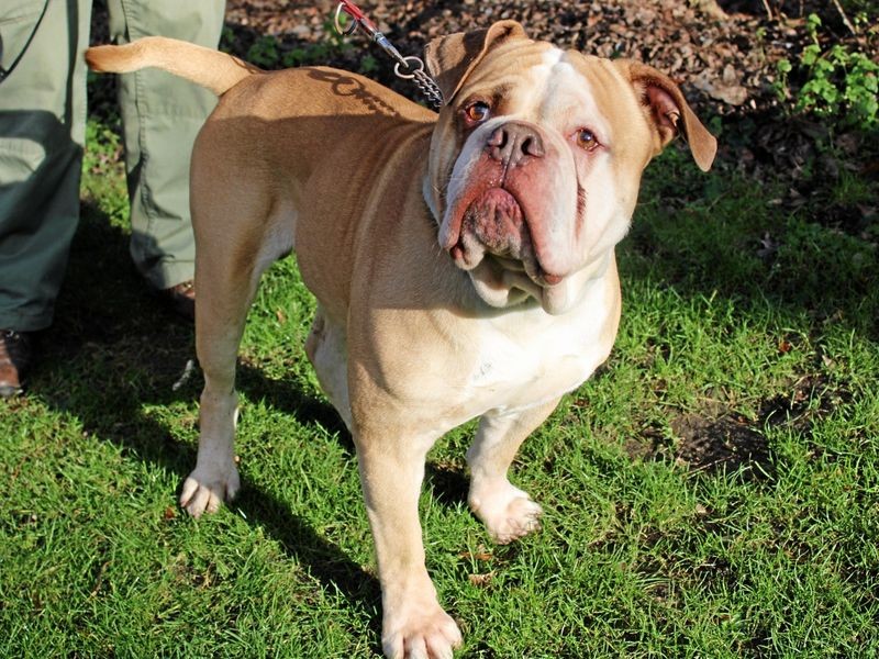 Bulldogge James in Braunschweig hat Katzen zum Fressen gern