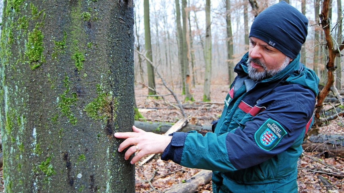 Eisenacher Forstamtschef: „Das ist forstliche Sterbebegleitung“