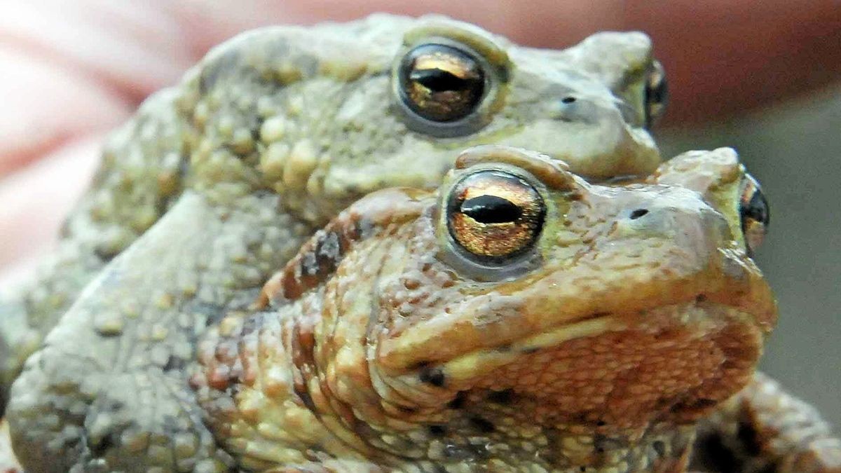 Wo die Stadt Neukirchen-Vluyn den Kröten beim Wandern hilft