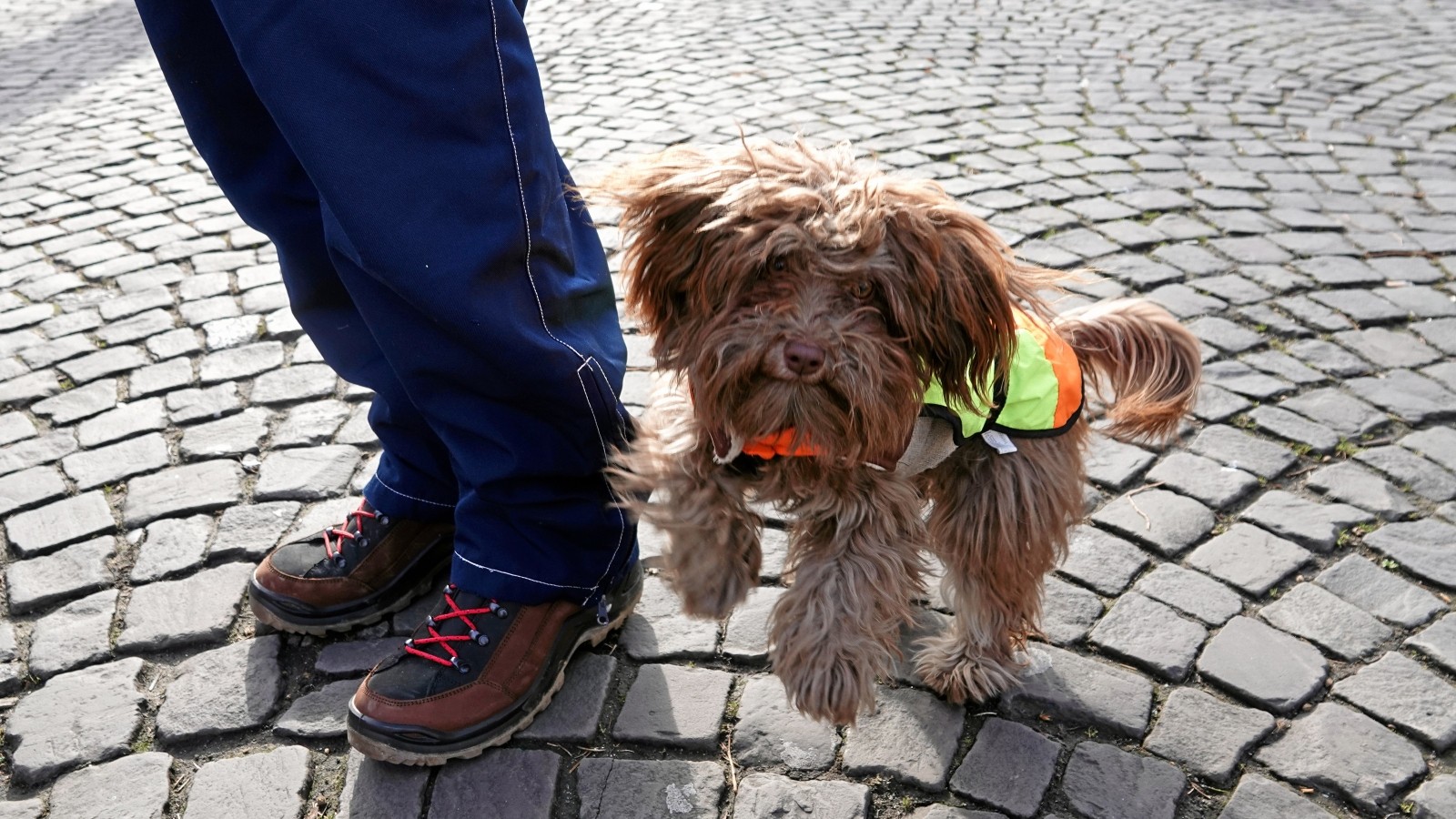 Mann beweint seinen toten Hund in der Jenaer Innenstadt