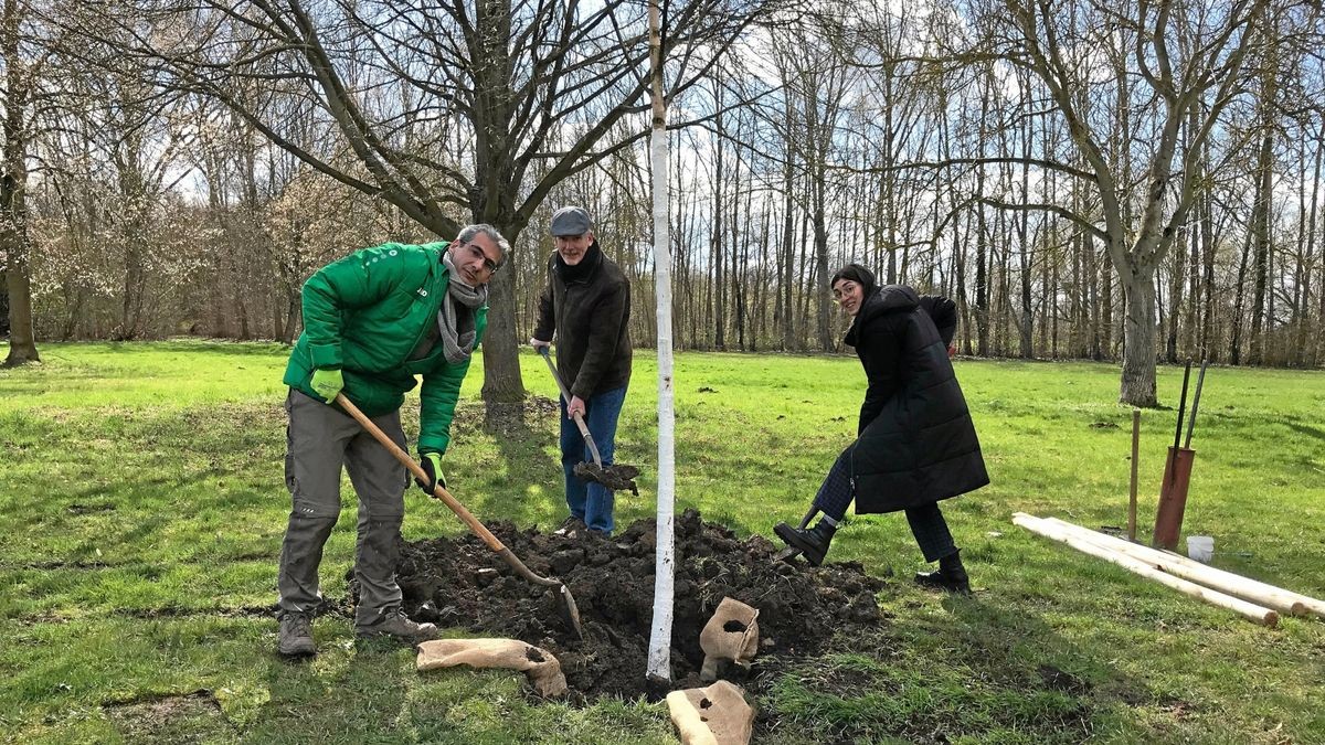 Moorbirke ergänzt Allee auf der Werrchenwiese in Sömmerda