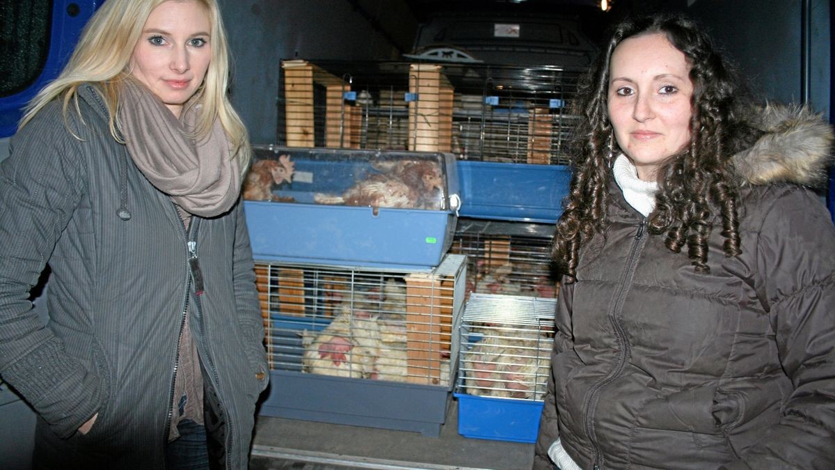 Wolfsburgerin holt Hühner aus der Massentierhaltung