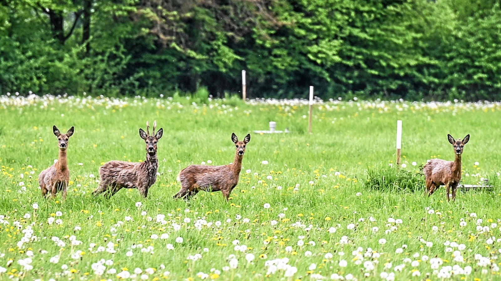 Drama in Essen-Kettwig: Hunde hetzen Rehe im Idyll zu Tode