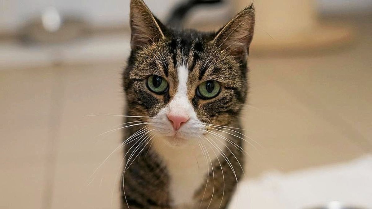 Tierheim Hamburg: Zuhause gesucht – wer hat ein Herz für Kater Friedolin?