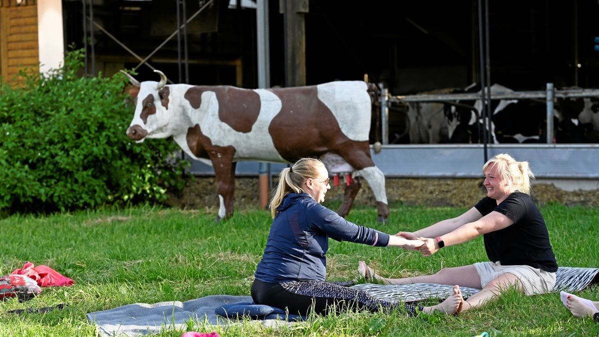 Landwirte kämpfen ums Image: Mit Kuh-Yoga gegen Vorurteile