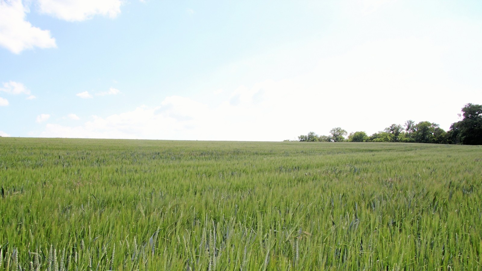 Trockenheit macht Getreide und Feldfrüchten zu schaffen