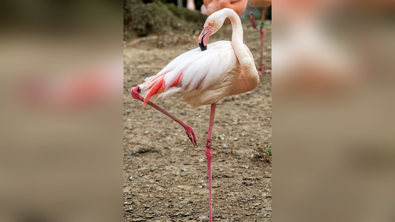Flamingo Ingo ist mit 75 Jahren das älteste Zootier