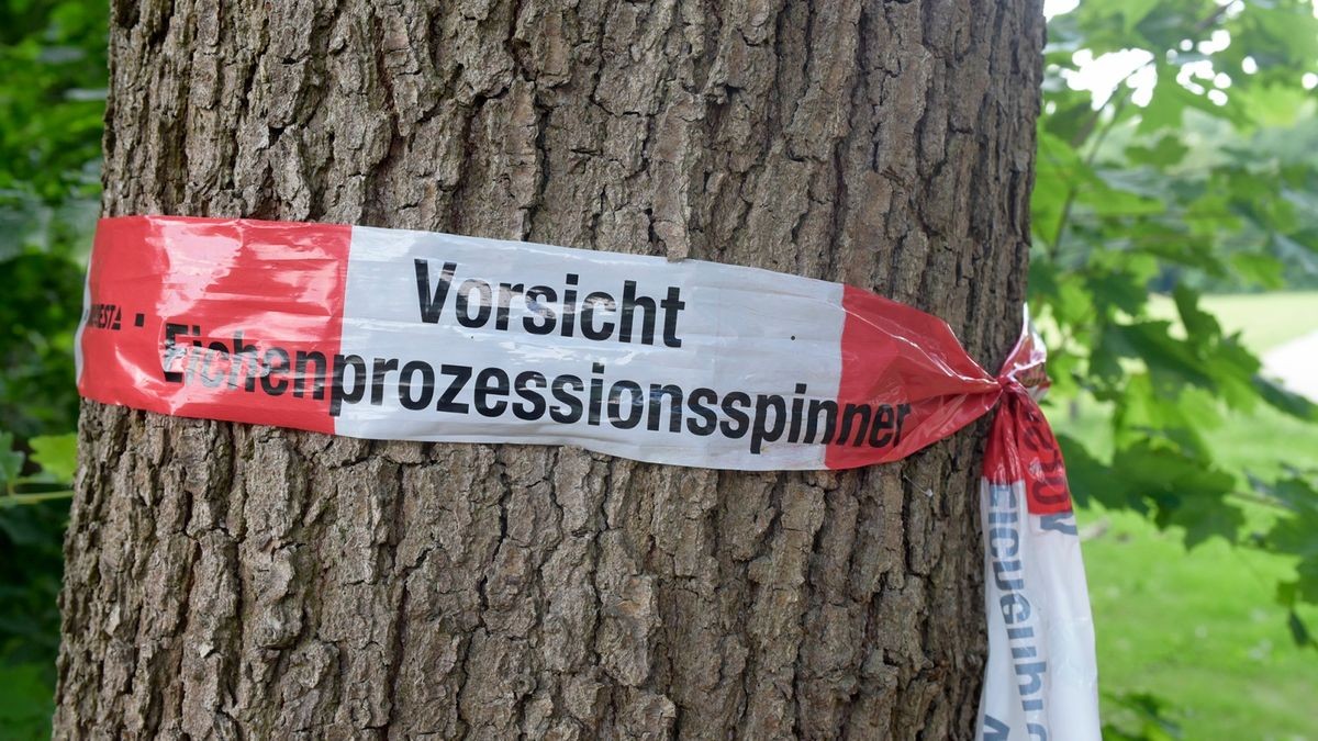 Eichenprozessionsspinner: Wie ist die Lage in Wolfenbüttel?