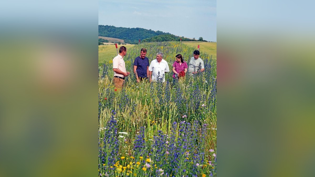 Mehr blühende Feldraine im Kyffhäuserkreis