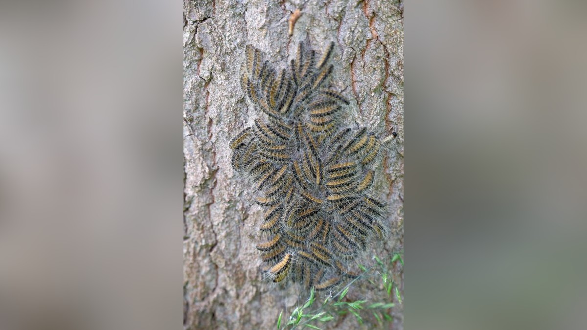 Eichenprozessionsspinner: Nester im Landkreis Wolfenbüttel