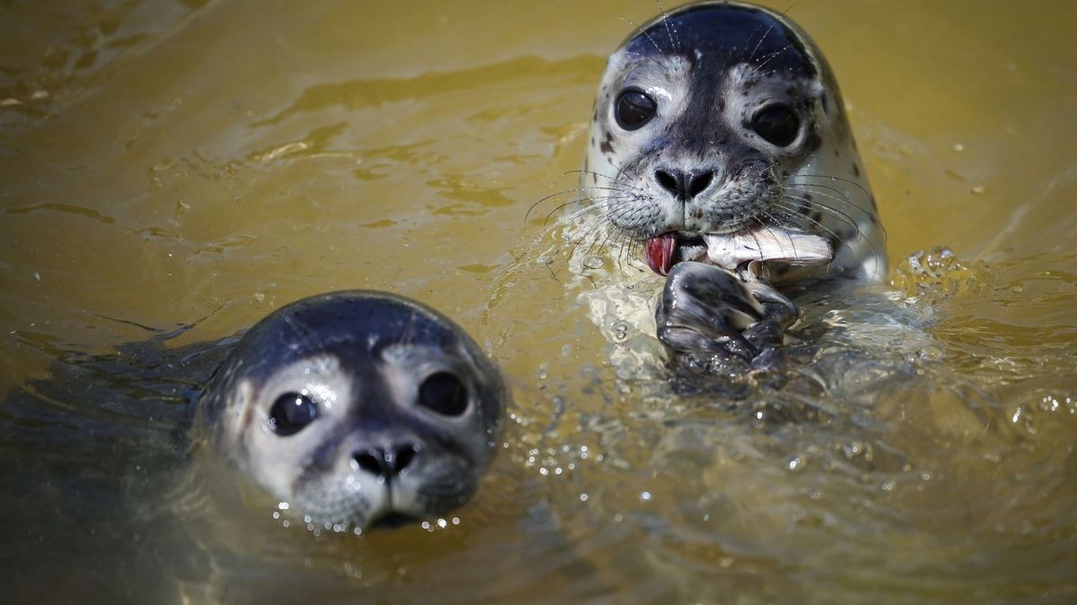 Geflügelpest-Virus bei totem Seehund nachgewiesen
