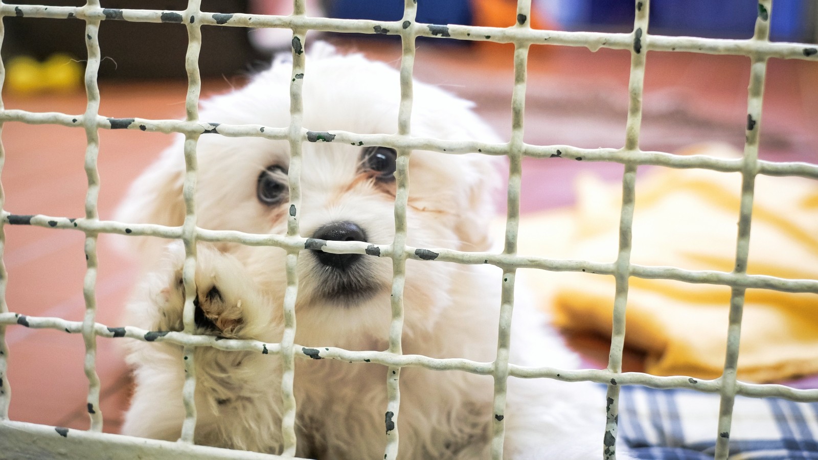 Tierheim Hamburg: „Worst Case!“ – HTV stoppt Aufnahme von Hunden und Katzen