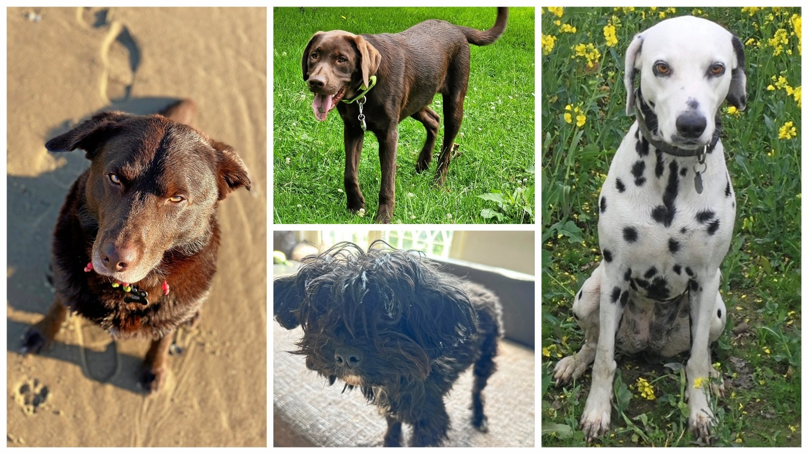 Vier Welpen von Zoo Zajac – und wie es den Hunden heute geht