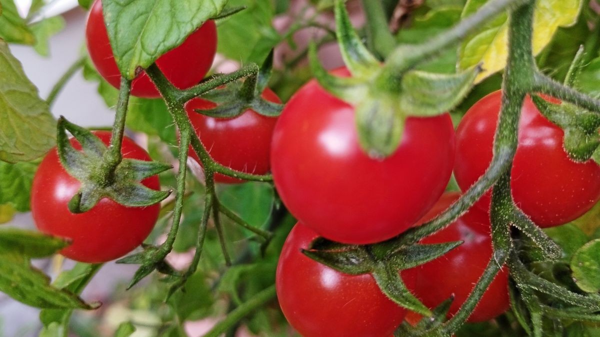 Wolfenbüttels Schüler im Tomaten-Wettstreit