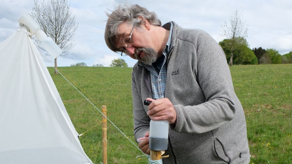 Insektensterben: So schlimm ist es im Naturschutzgebiet Hainholz