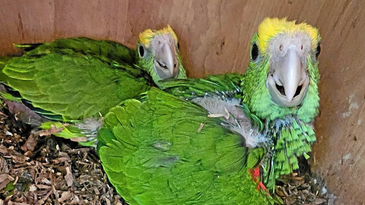 Gustav und Lore: Baby-Glück für ungewöhnliches Papageien-Paar in Bochum