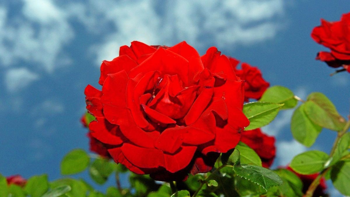 Ortsteil im Erfurter Osten sucht die „Rosenkönig:in“