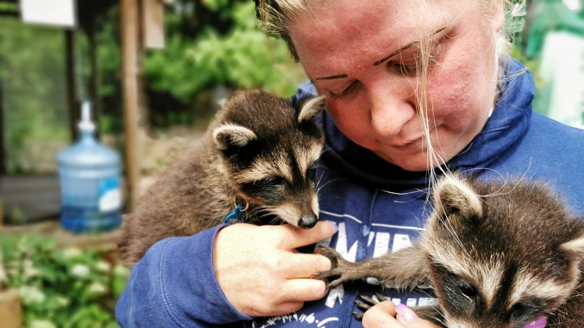 Tag der offenen Tür: Wildtierstation Looki feiert Sommerfest und zeigt ...