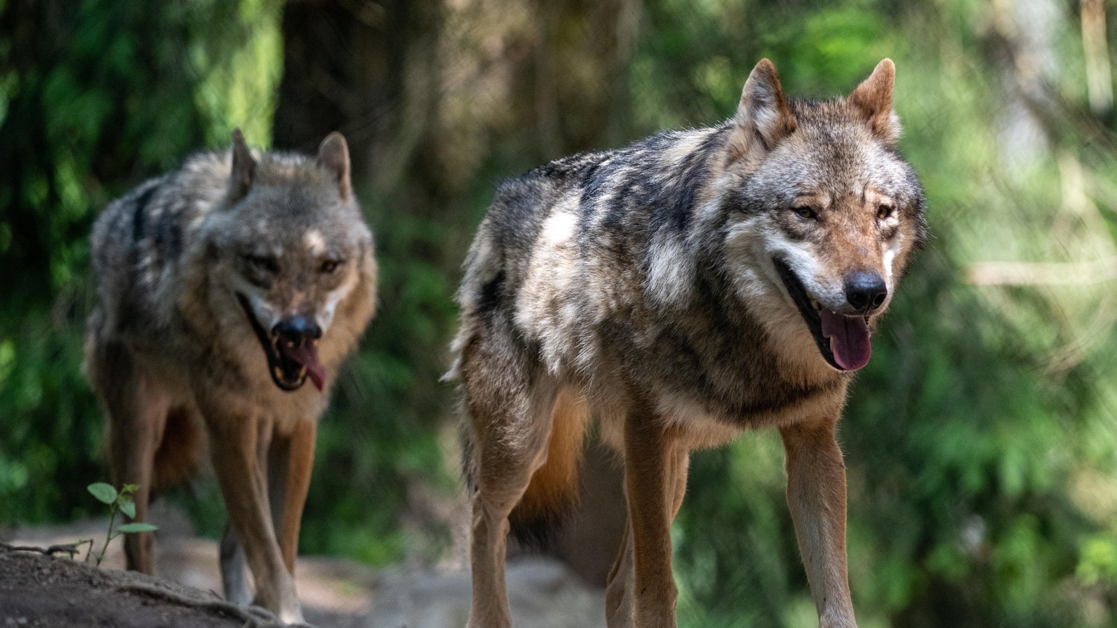 Tschernobyl: Mutierte Wölfe sorgen für überraschende Entdeckung