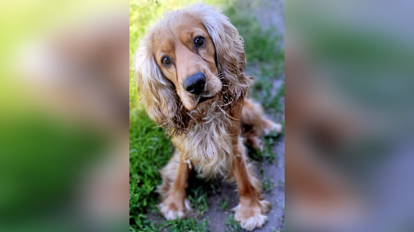 Cocker Spaniel Buddy ist so süß, aber nicht zu unterschätzen