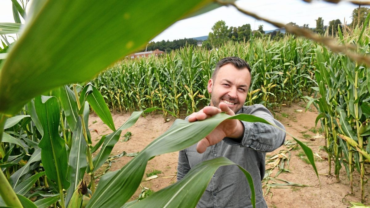 Das Eichsfeld hat ein Maislabyrinth, das besucht werden kann und ...
