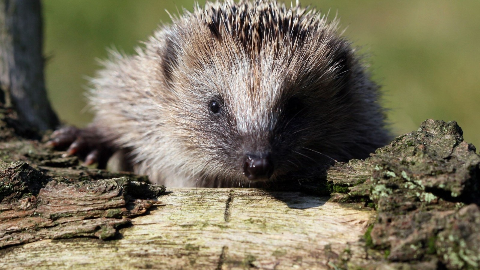 Igel in Not: Wann Igel mit Katzenfutter gefüttert werden sollten