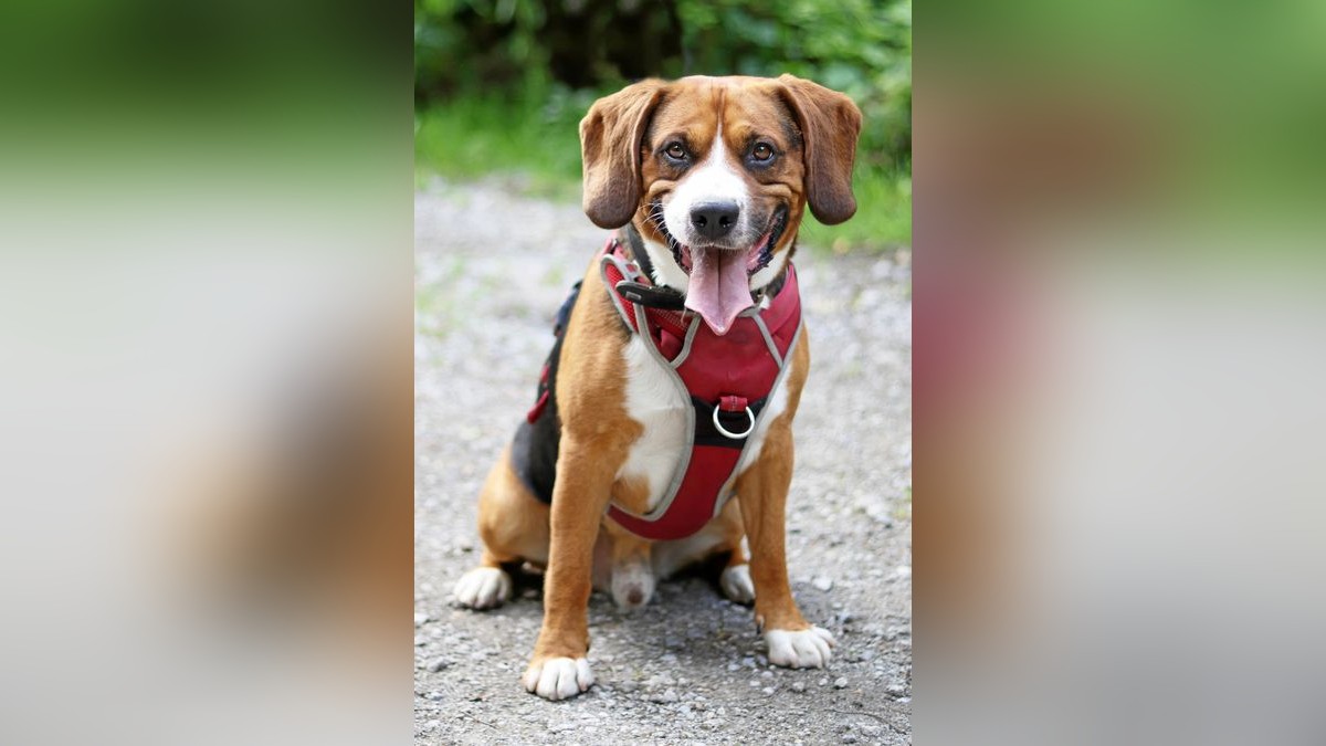 Tierheim Gelsenkirchen: Der süße Samson sucht ein Zuhause