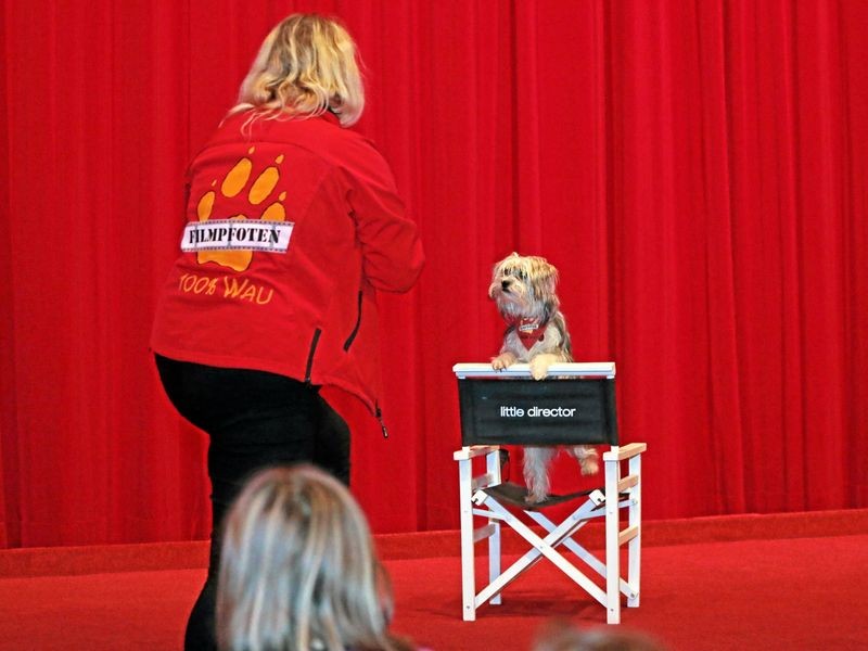 Tiere im Film: So werden Hunde und Hühner zu echten Stars