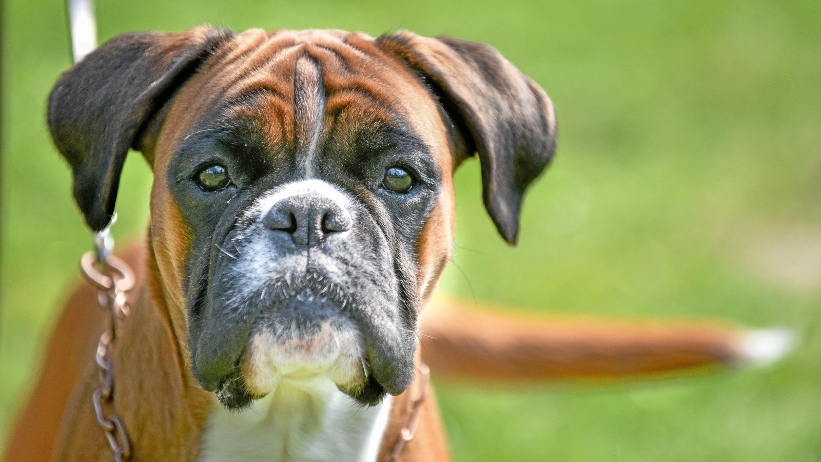 38 Boxer zur Deutschen Meisterschaft in Nordhausen - Leistungsrichterin ...