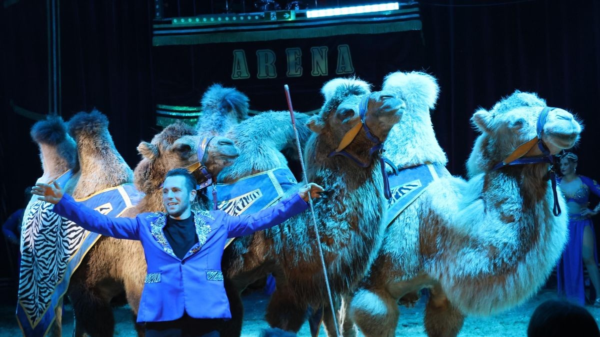 Zirkus in Gadenstedt: Luftiger Balanceakt auf dem Stühleturm. Die ...