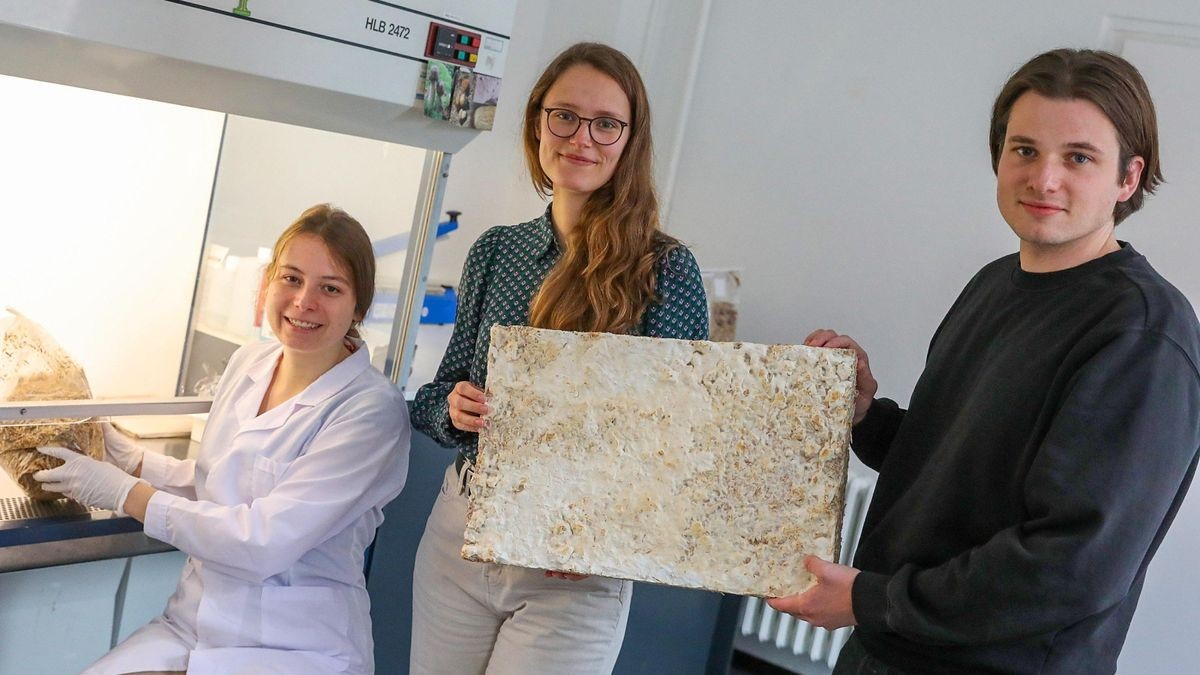 Braunschweig: „YcoLabs“ nutzt Pilze für nachhaltiges Baumaterial