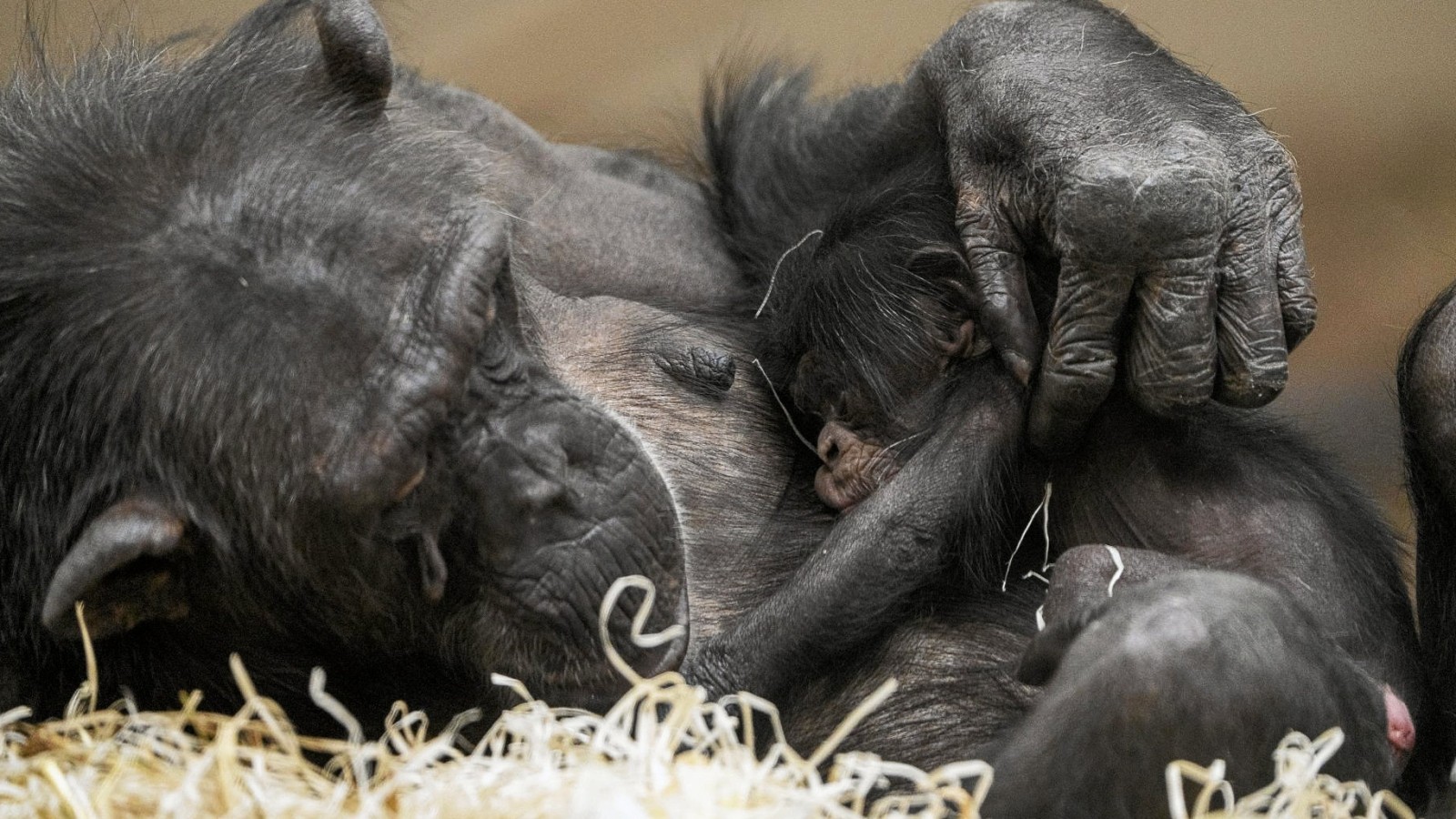 Burgers’ Zoo Arnheim: Freude über Nachwuchs im Affengehege