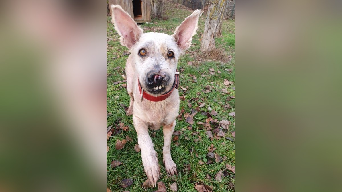 Anka und Tina waren in einem elenden Zustand, nun dürfen sie in Jena ...