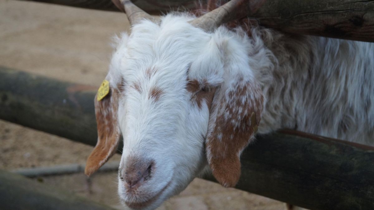 Winterliche Schönheit im Tierpark Gera