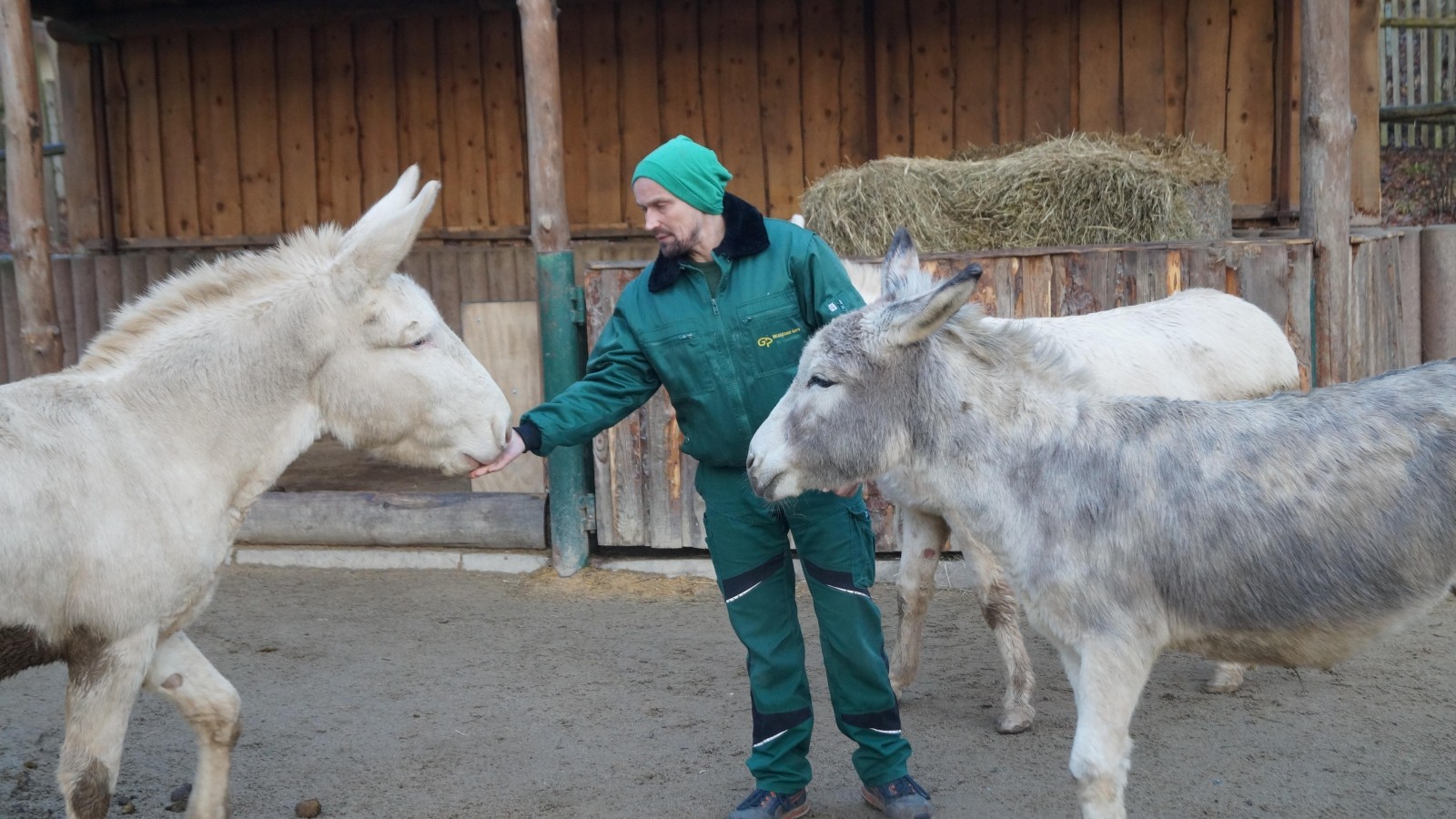 Winterliche Schönheit im Tierpark Gera