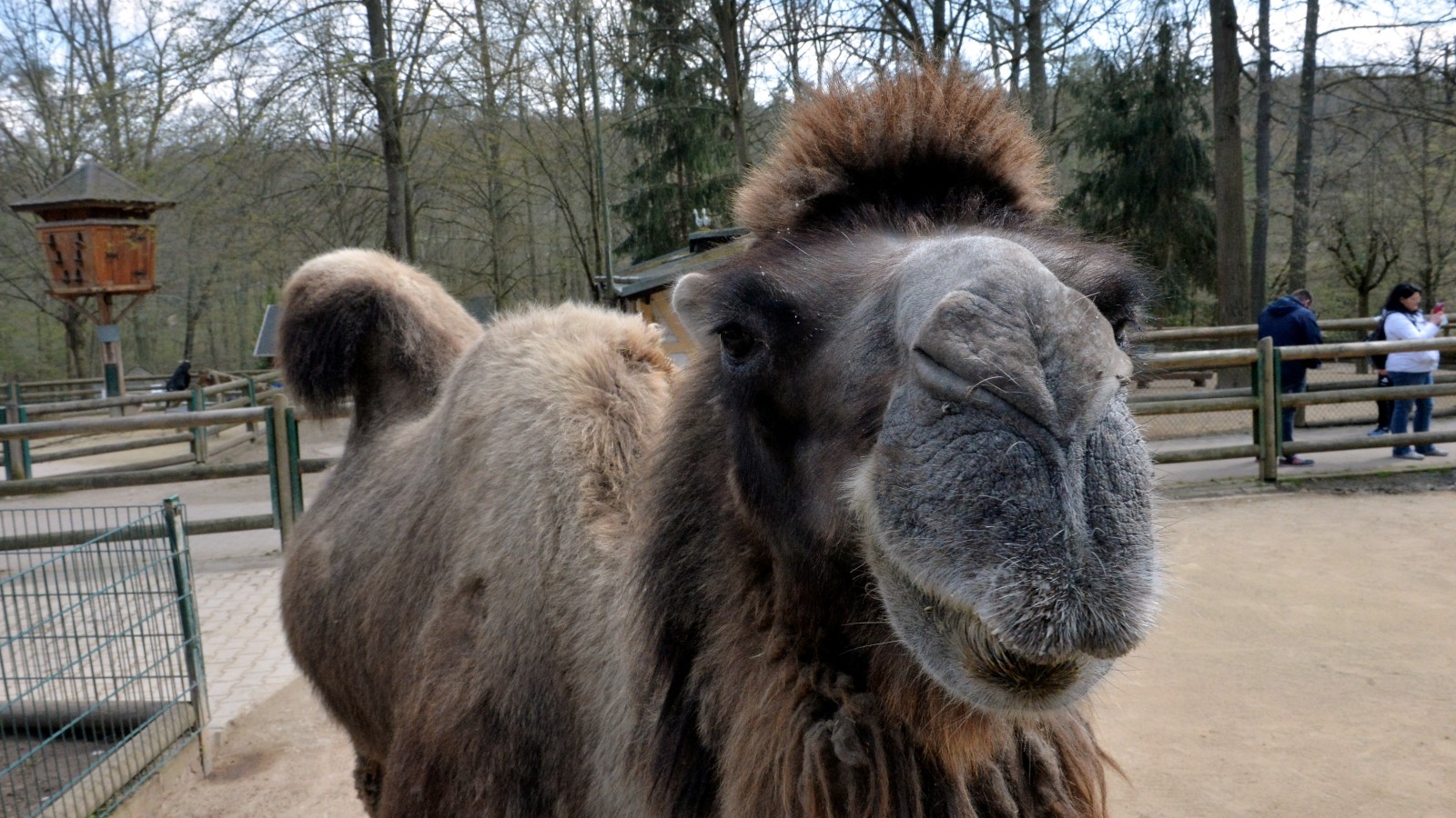 Das Jahr 2024 startet im Tierpark Gera mit der 2. Glühweinwanderung