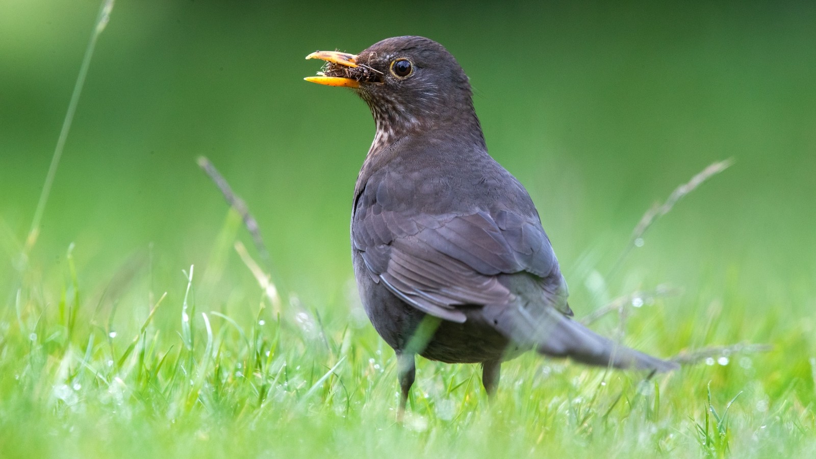 Rätselhaft: Wo sind all unsere Vögel geblieben?