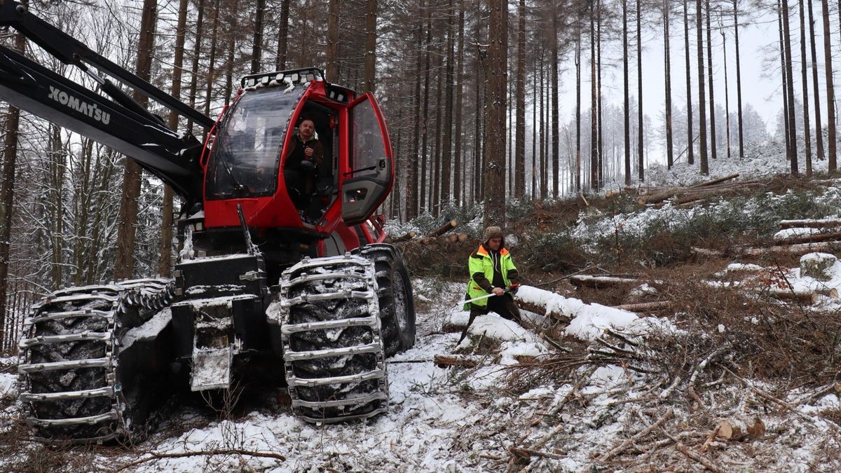 Das grüne Herz wird braun, wie der Borkenkäfer im Schiefergebirge den ...