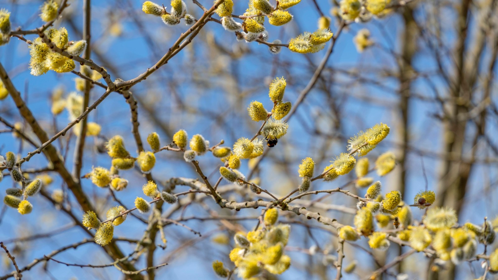 Allergie im Winter: Pollen-Professor mit unangenehmer These