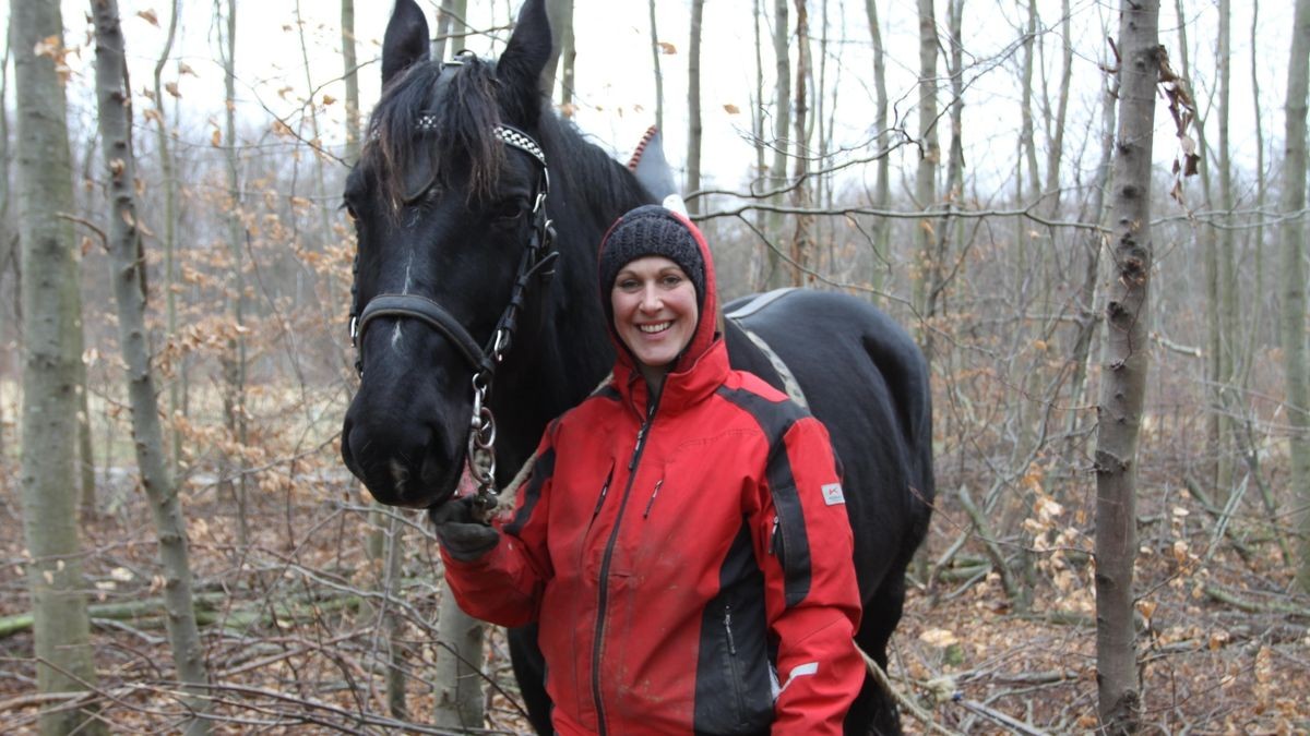 Rückepferde ersetzen schwere Maschinen im Tautenburger Forst
