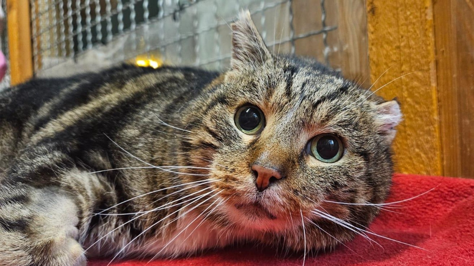 Tierschutzverein in Nordhausen schlägt Alarm: Er braucht dringend Hilfe