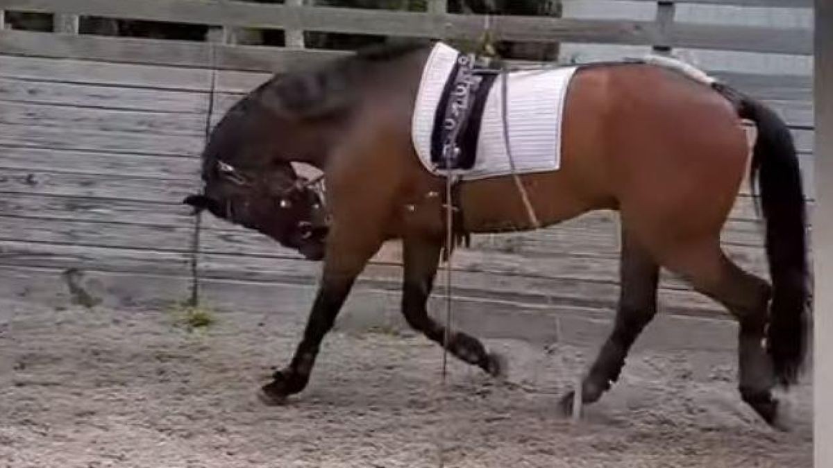 Pferd gequält? Verbände glauben Gifhorner Reitstall nicht