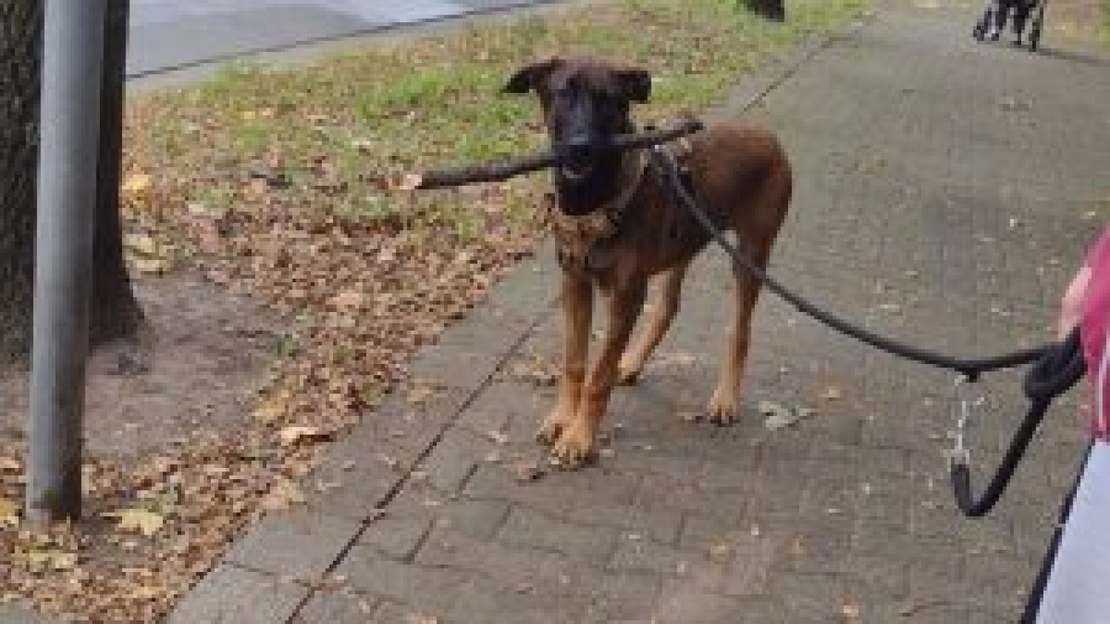 Junger Riese mit stürmischem Wesen: Sam sucht ein Zuhause