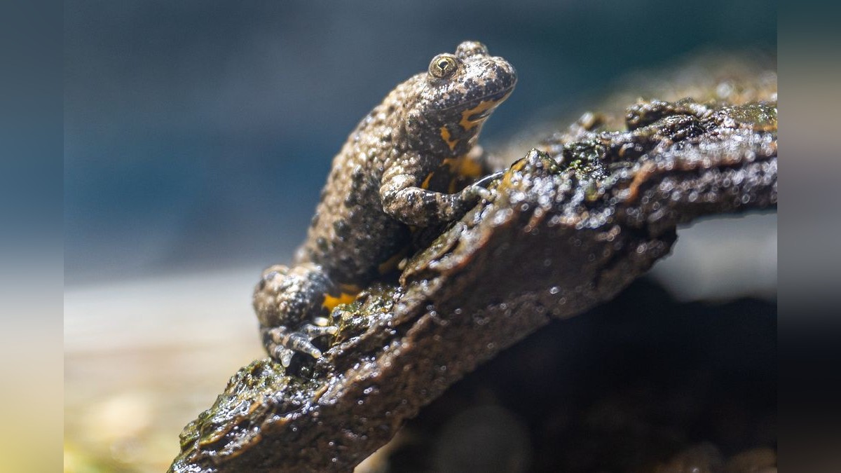 Gedrungener Körper und herzförmige Pupillen – im Wartburgkreis soll ein ganz besonderes Tier ...
