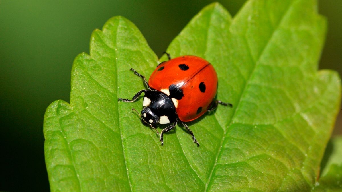 Hallenbad Schwarzenbek: Stadt müsste Kryptowährung kaufen