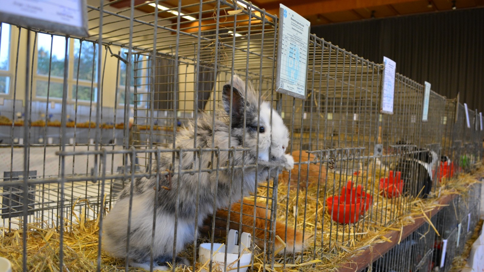 Qualzuchten beim Kaninchenzuchtverein: Peta schießt scharf