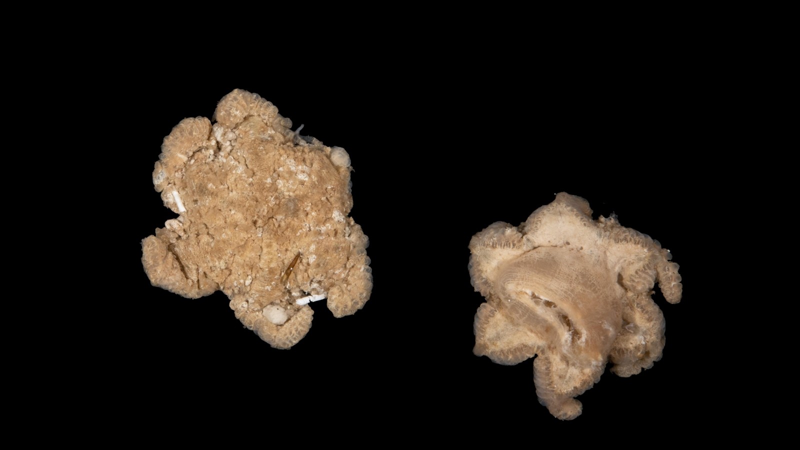 Tiefsee: 100 neue Tierarten entdeckt – darunter „mysteriöse Spezies“