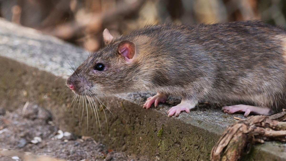 Ratten: Experte aus Sauerland erklärt, warum Mensch sie anlockt