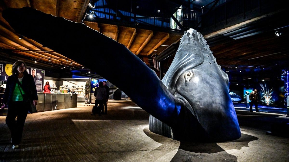 Gasometer Oberhausen: „Planet Ozean“ zeigt Leben der Meere