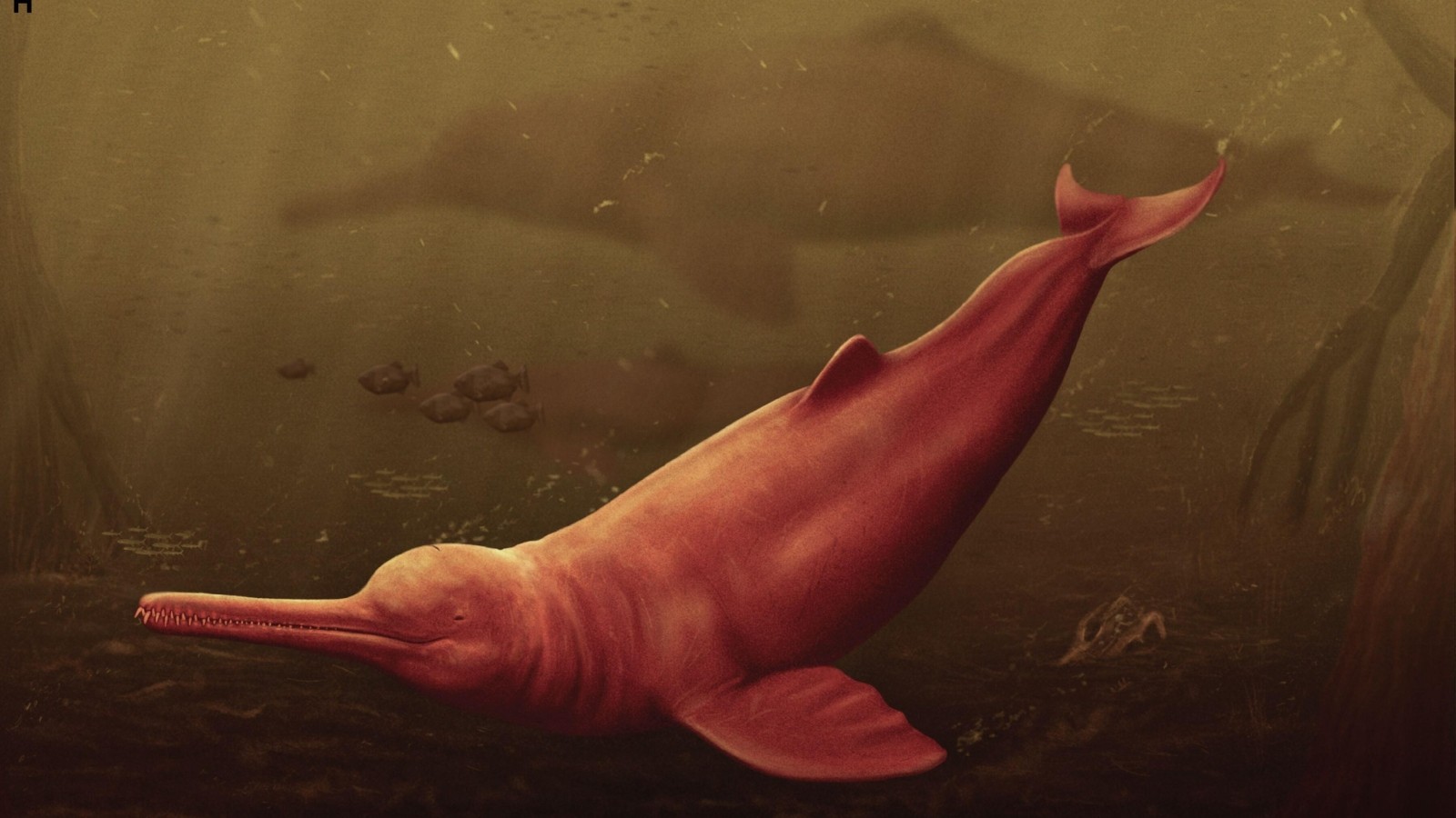 Amazonas: Gigantischer Delfin entdeckt – 16 Millionen Jahre alt